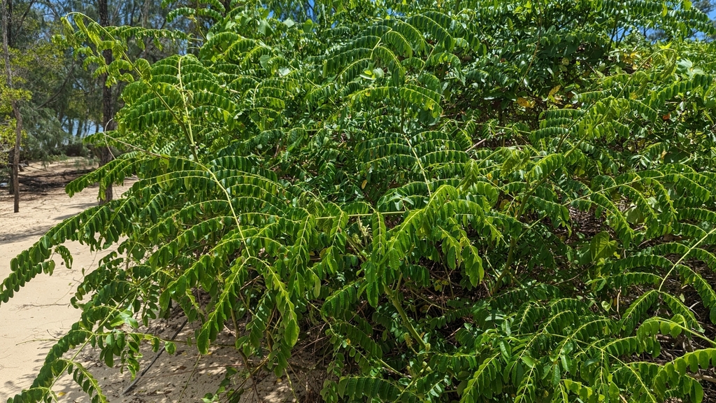 Nickernut from Horn QLD 4875, Australia on April 1, 2023 at 12:24 PM by ...