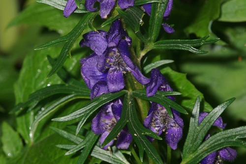 Subspecies Aconitum tauricum tauricum · iNaturalist