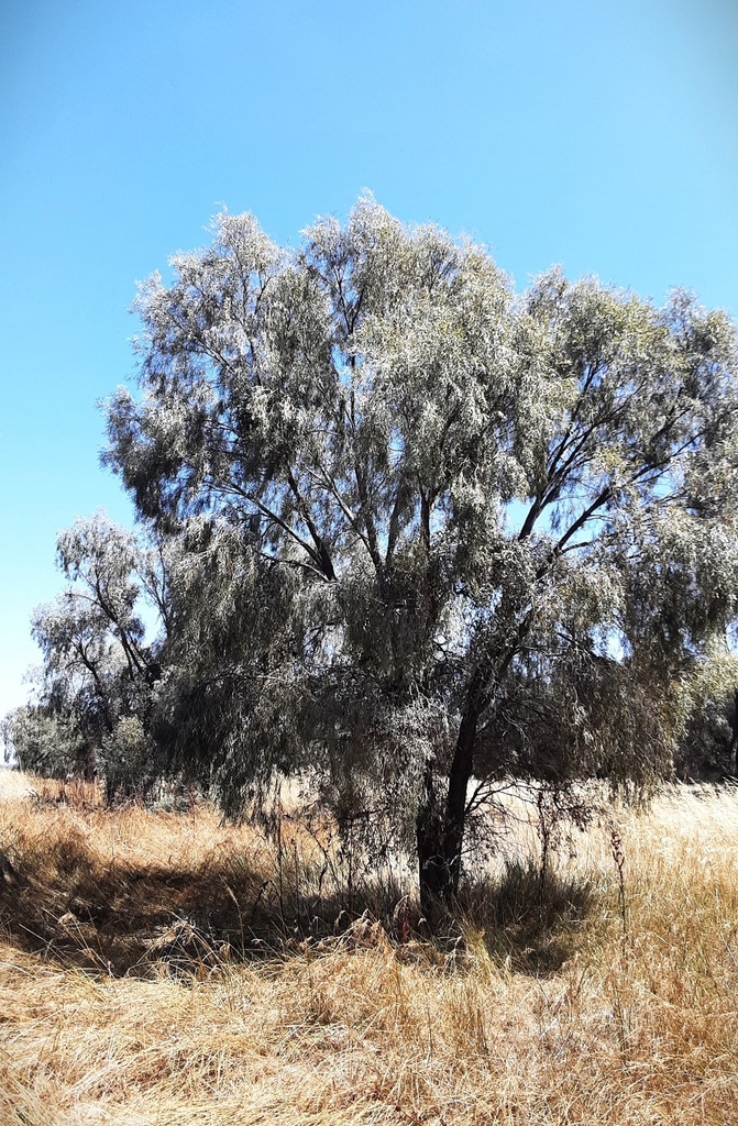 Weeping Myall from Caragabal NSW 2810, Australia on March 02, 2023 at ...