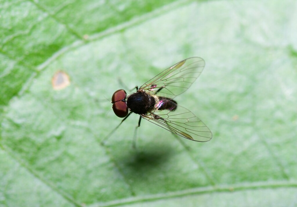 Snipe Flies in April 2023 by widebrownland · iNaturalist