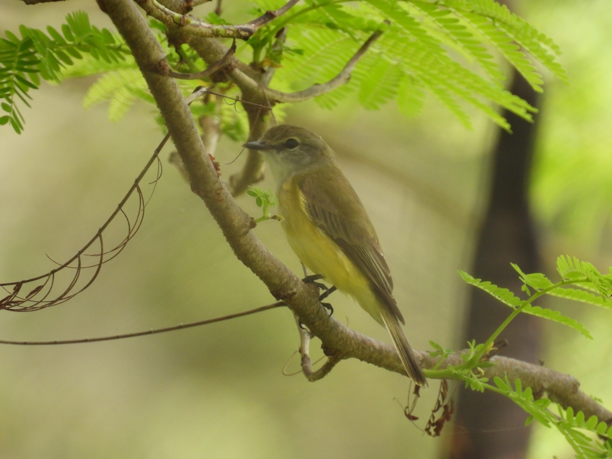 Microeca flavigaster Gould, 1843