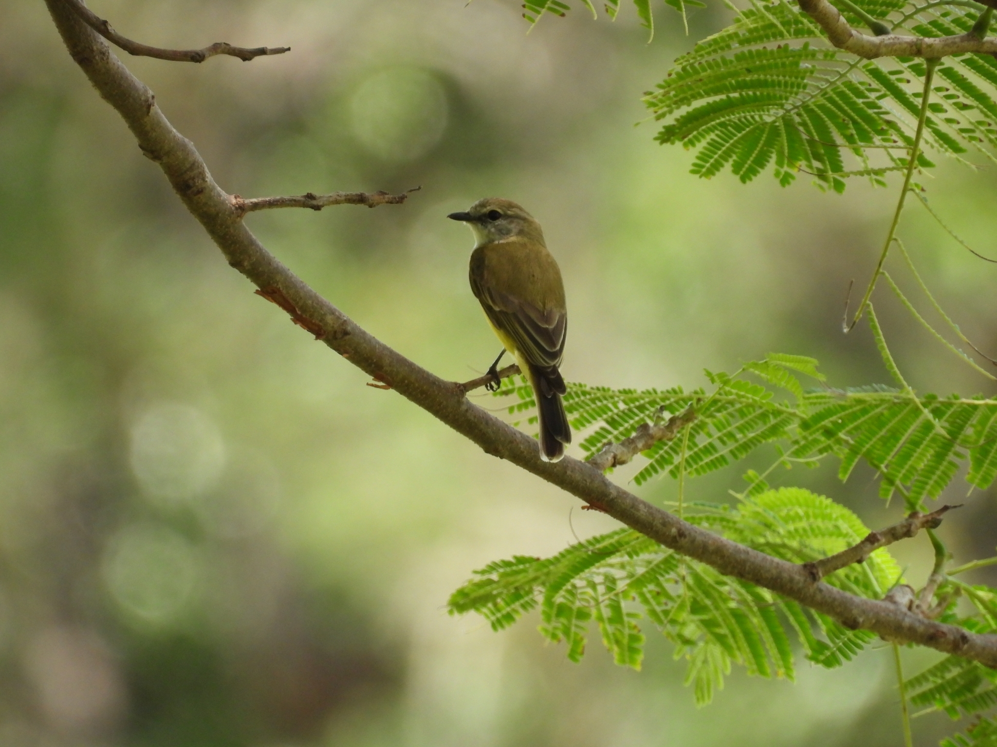 Microeca flavigaster Gould, 1843