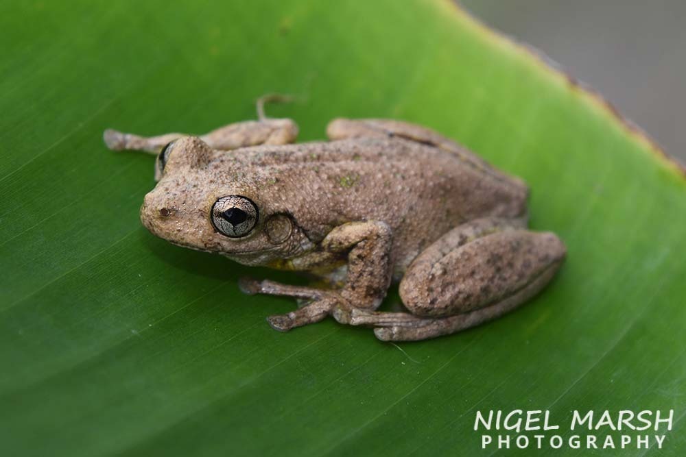 Peron's Tree Frog from Bongaree QLD 4507, Australia on April 01, 2023 ...