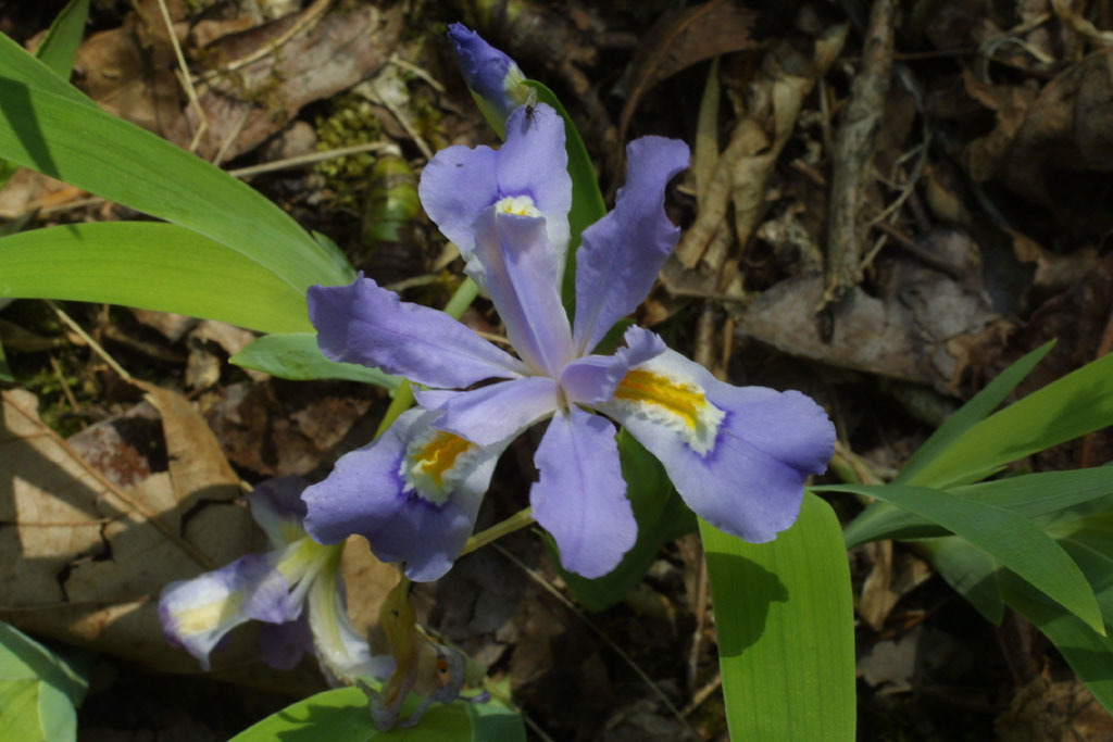 dwarf crested iris (Vegetation of Georgia Blue Ridge) · iNaturalist