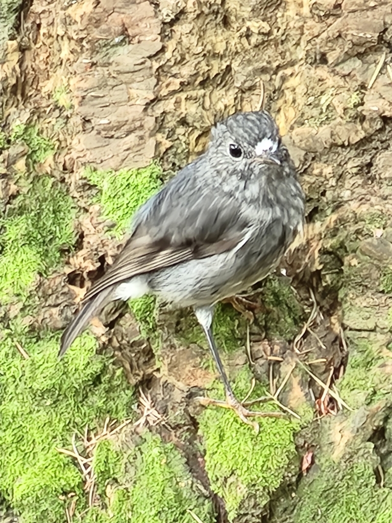 North Island Robin from Kinloch, New Zealand on March 05, 2023 at 10:35 ...