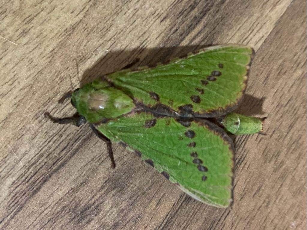 Blackburn's Splendid Ghost Moth from Douglas St, Eden Hills, SA, AU on ...