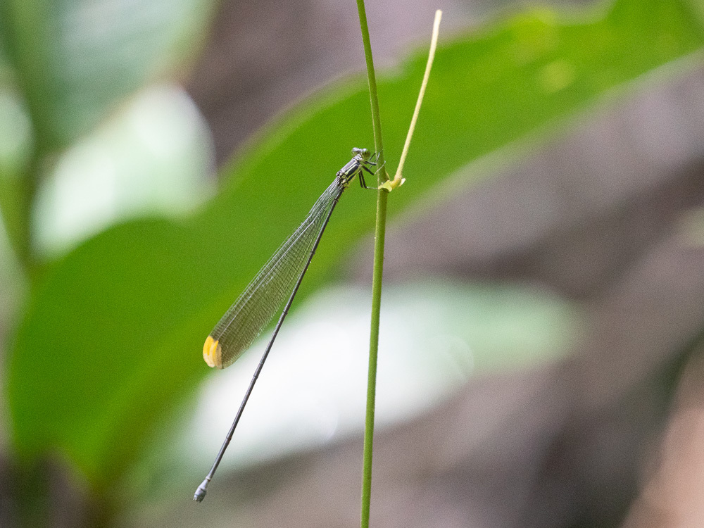 Microstigma anomalum Rambur, 1842