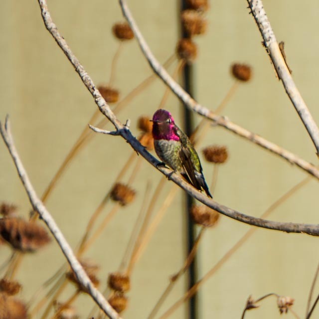 Anna's Hummingbird from Contra Costa County, CA, USA on October 10 ...