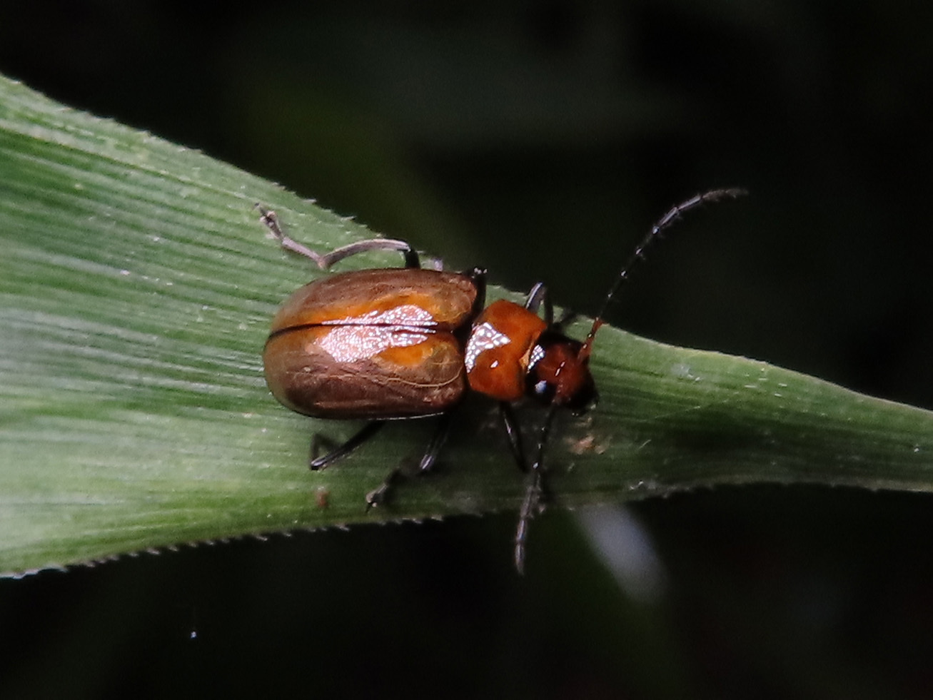 Atrachya Dejean, 1836