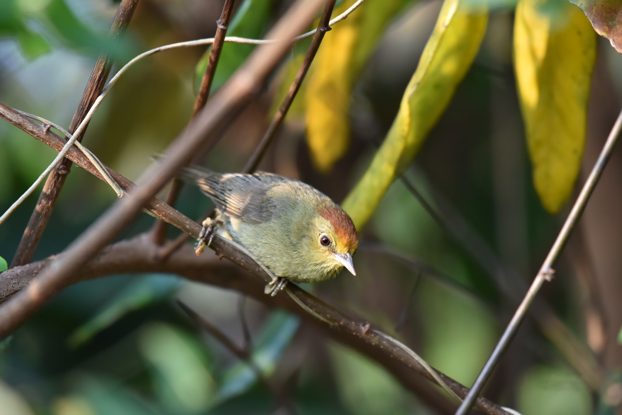Stachyridopsis ruficeps (Blyth, 1847)