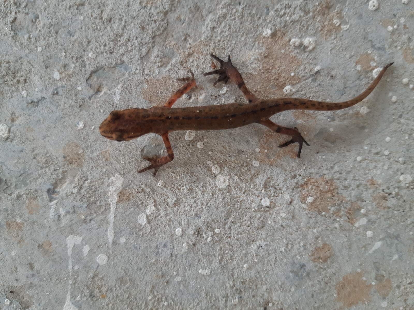 Lissotriton graecus (Wolterstorff, 1906)