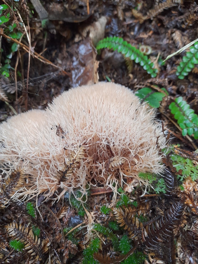 Trechispora from Taupo District, Waikato, New Zealand on March 28, 2023 ...