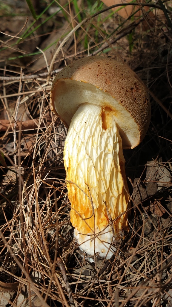 Austroboletus from Toolara Forest QLD 4570, Australia on March 31, 2023 ...