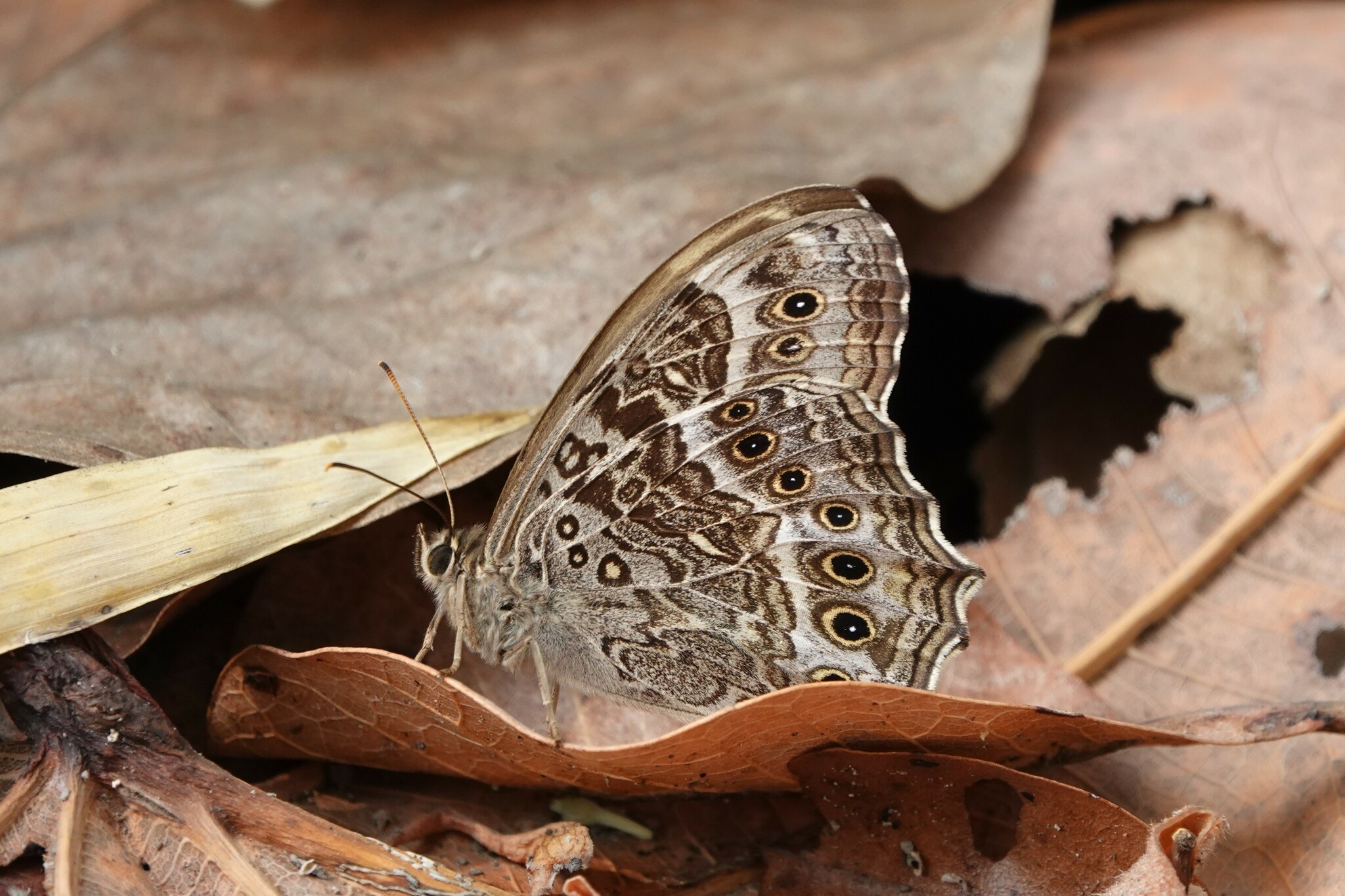 Neope muirheadii (Felder, 1862)