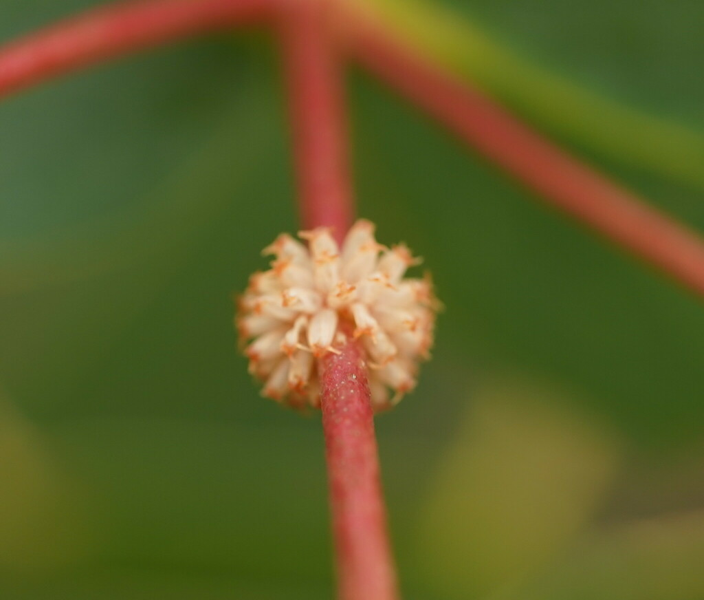 Paropsis atomaria from Wellington - Maffra, Victoria, Australia on ...