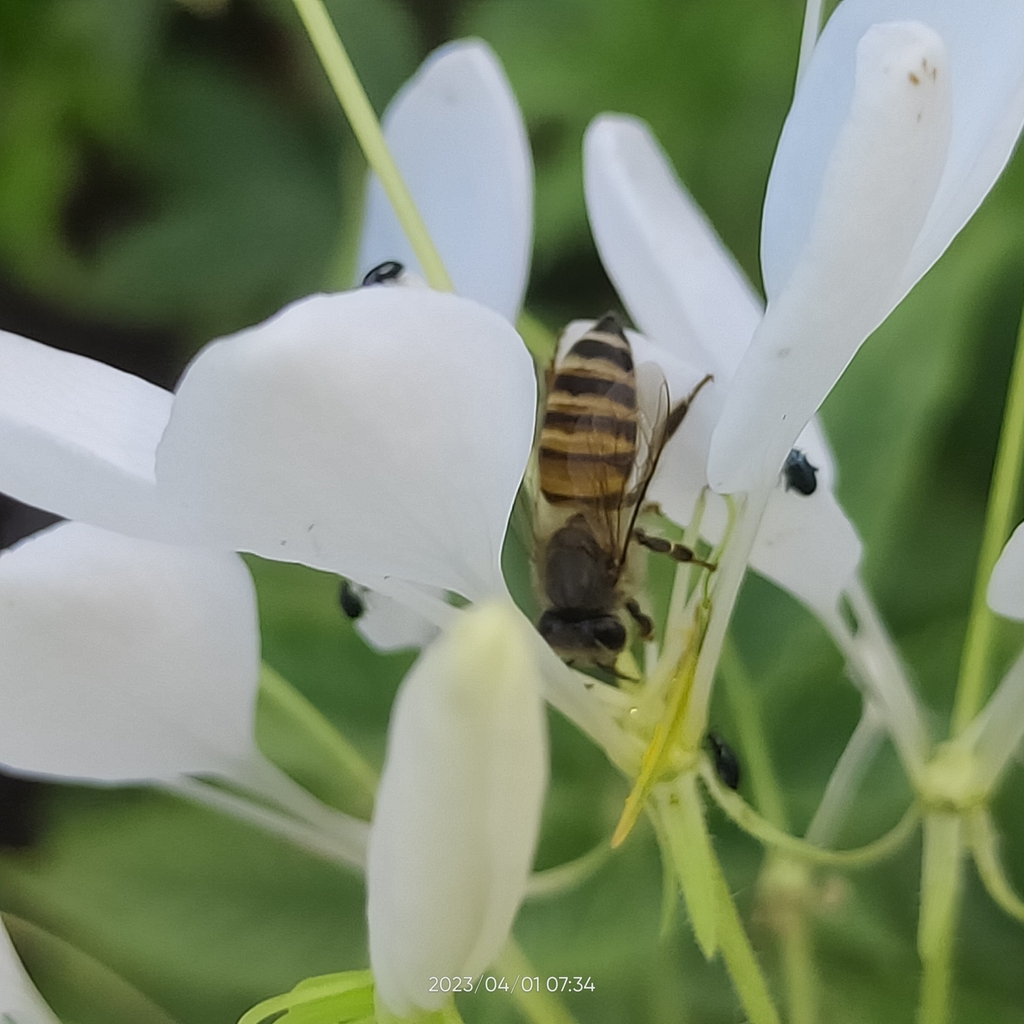 Indian Honey Bee from Cluster_mumbai Suburban_301 Wing-C, Hanuman Chowk ...