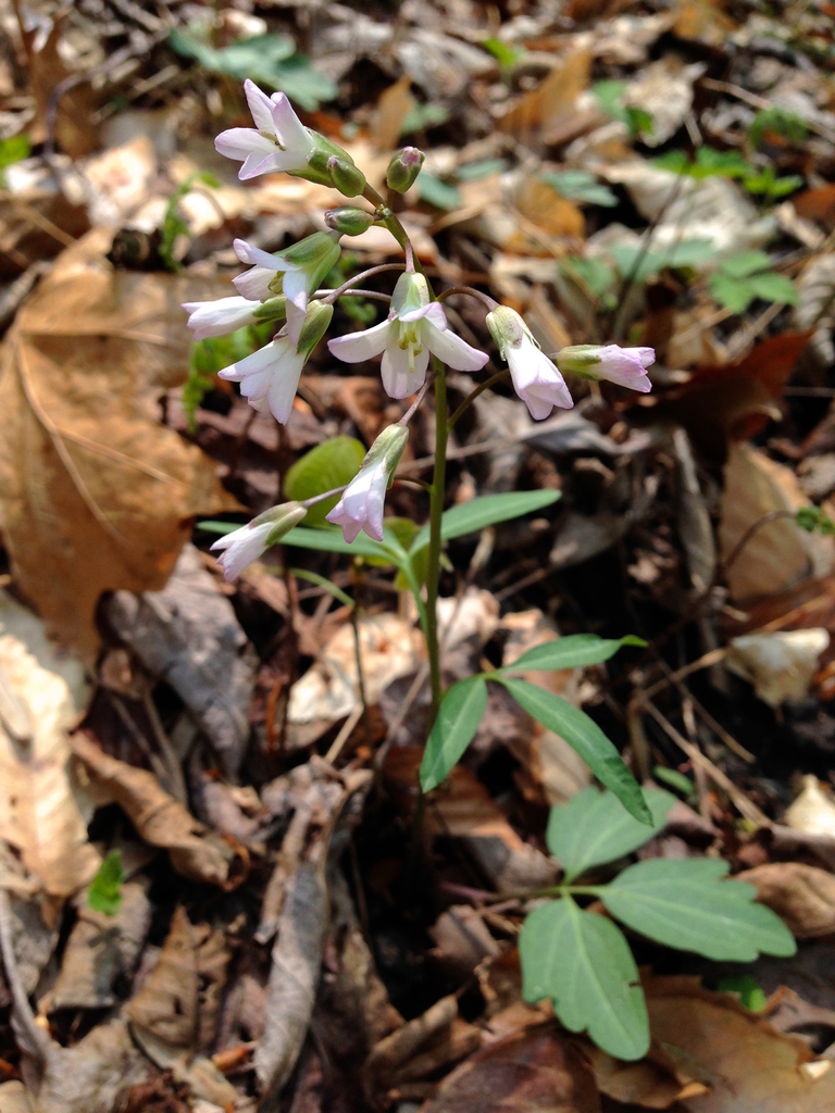 Slender toothwort (Vegetation of Georgia Blue Ridge) · iNaturalist