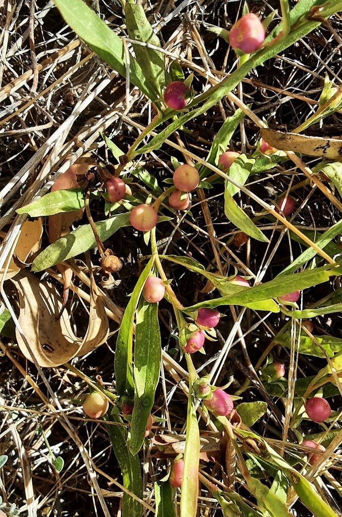 Winter Apple from Grenfell NSW 2810, Australia on March 02, 2023 at 11: ...