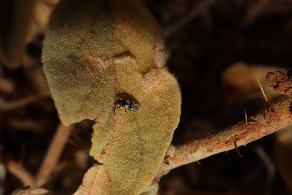 Coon Bug from Fowlers Gap NSW 2880, Australia on March 23, 2023 at 09: ...