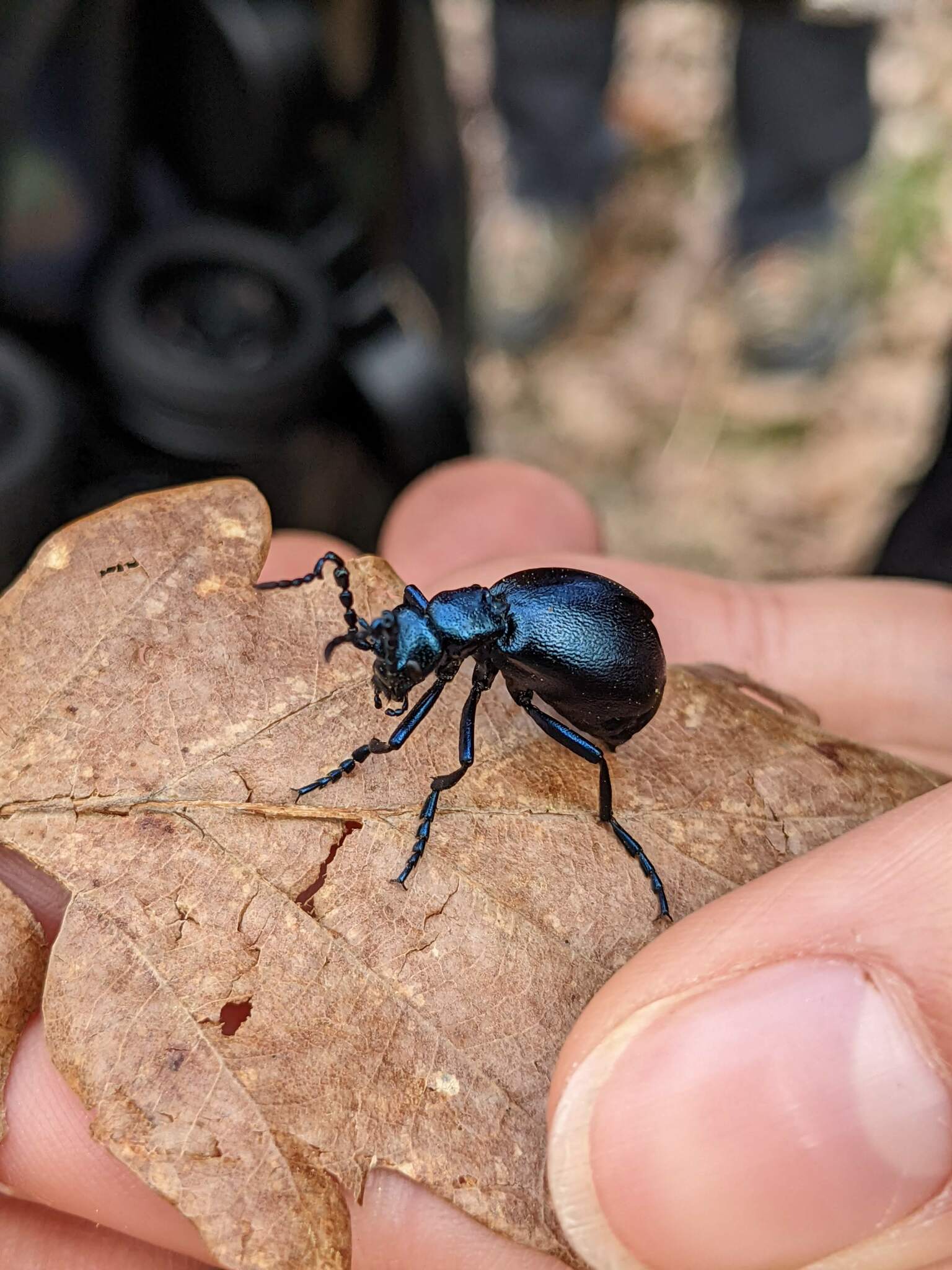 Meloe violaceus Marsham, 1802
