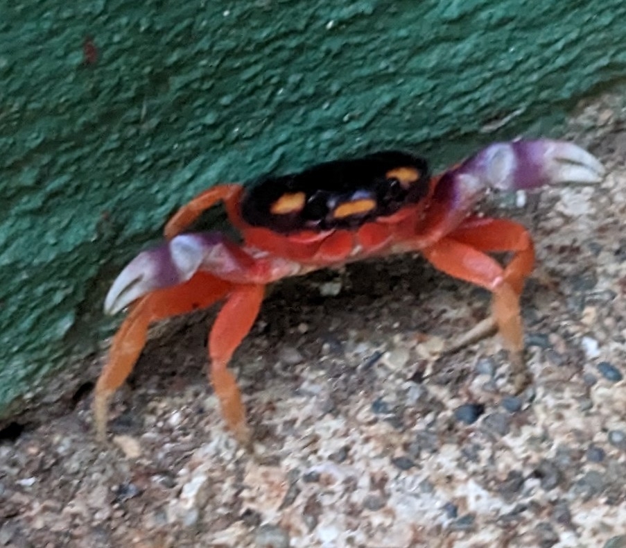 Gecarcinus quadratus de Saussure, 1853