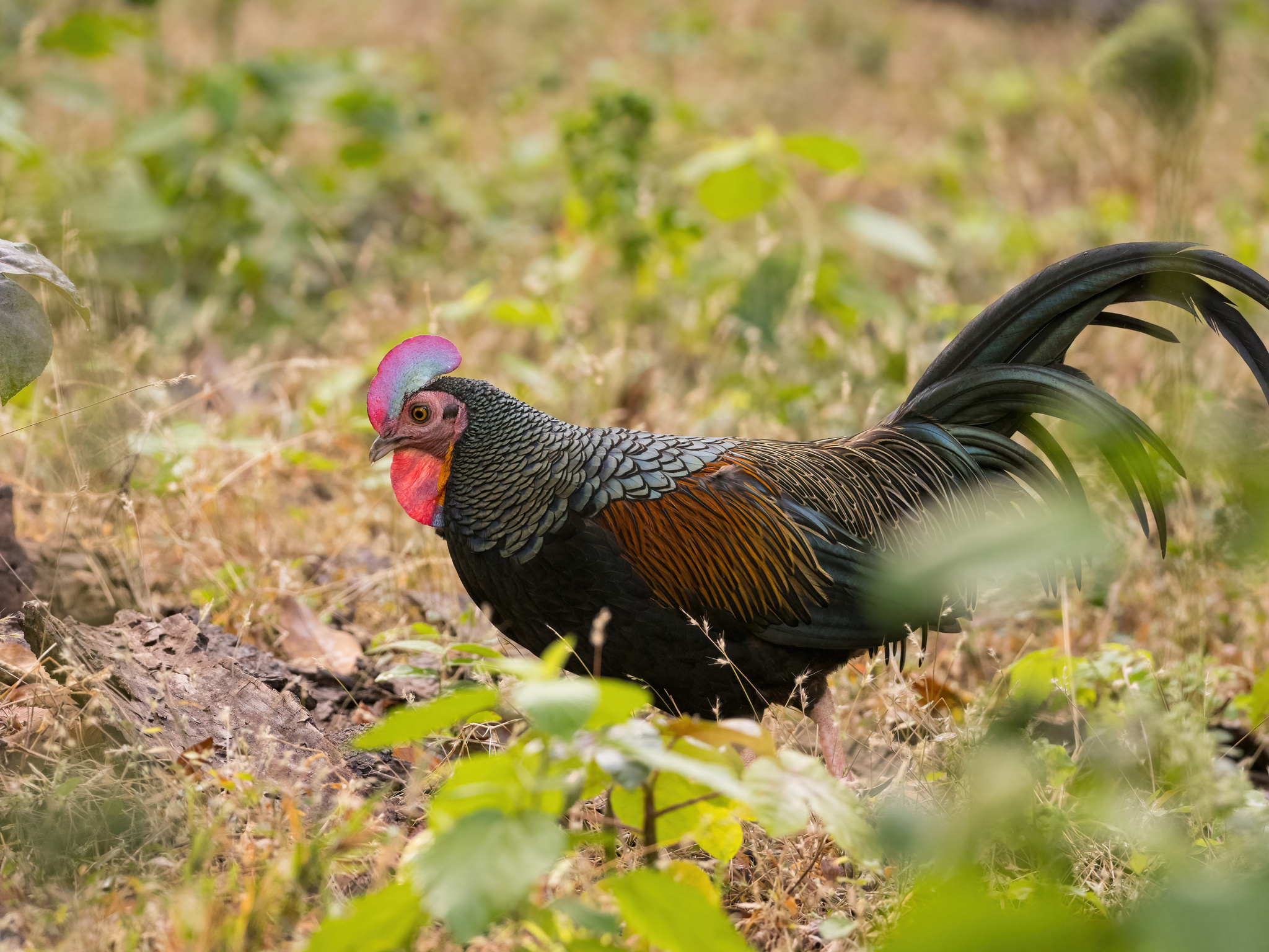 Gallus varius (Shaw, 1798)