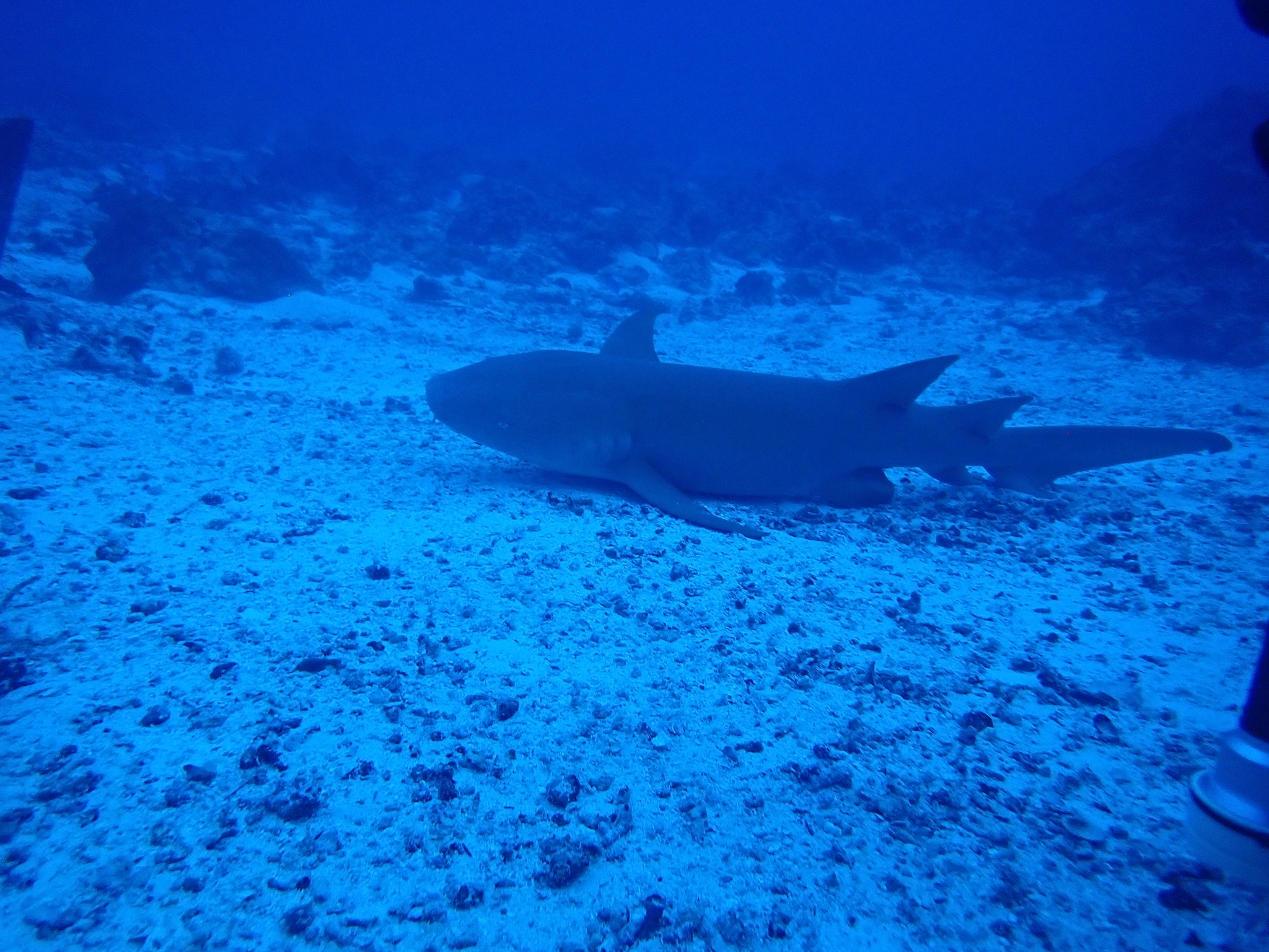 Nebrius ferrugineus (Lesson, 1831)