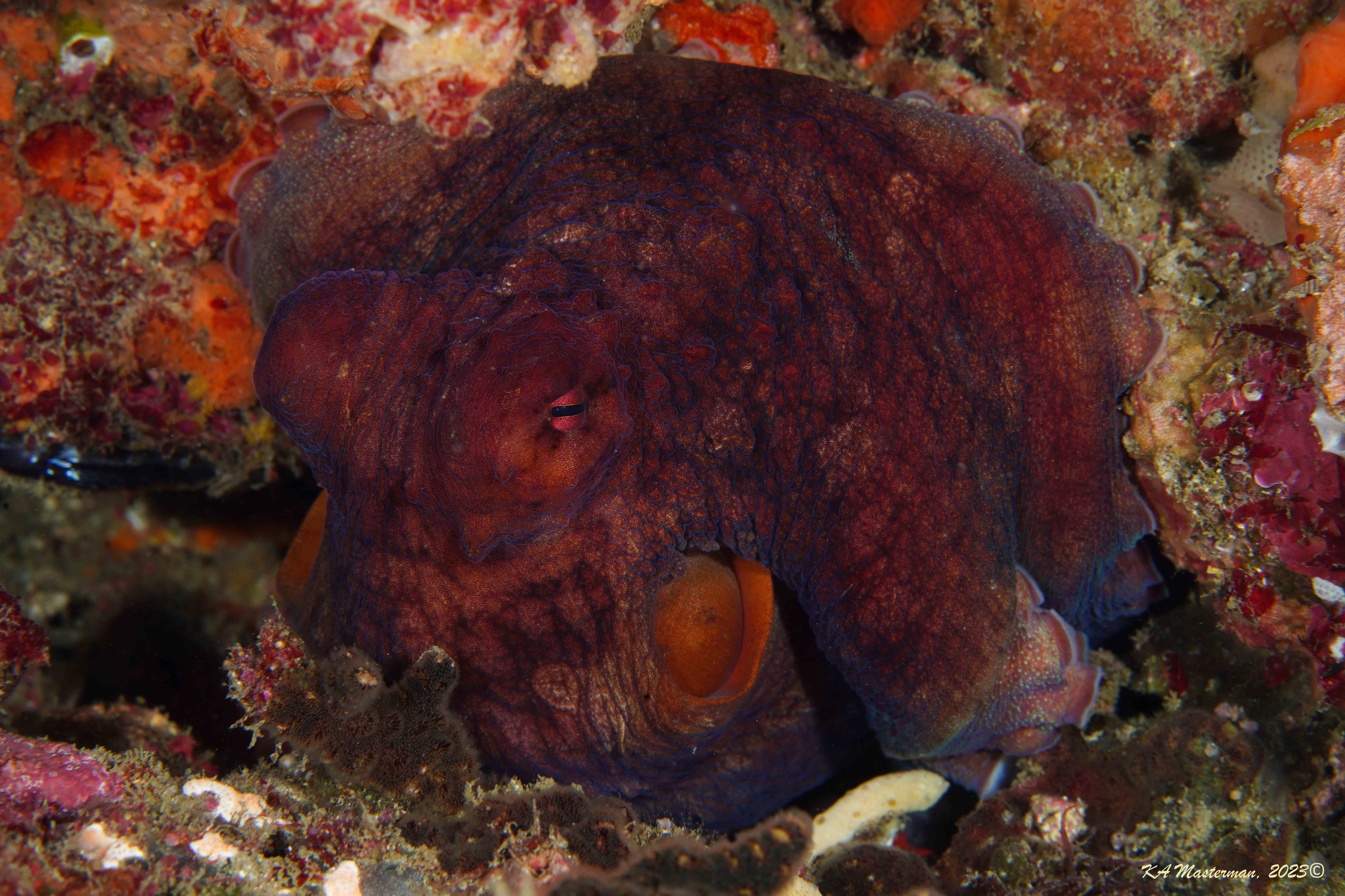 Octopus cyanea Gray, 1849