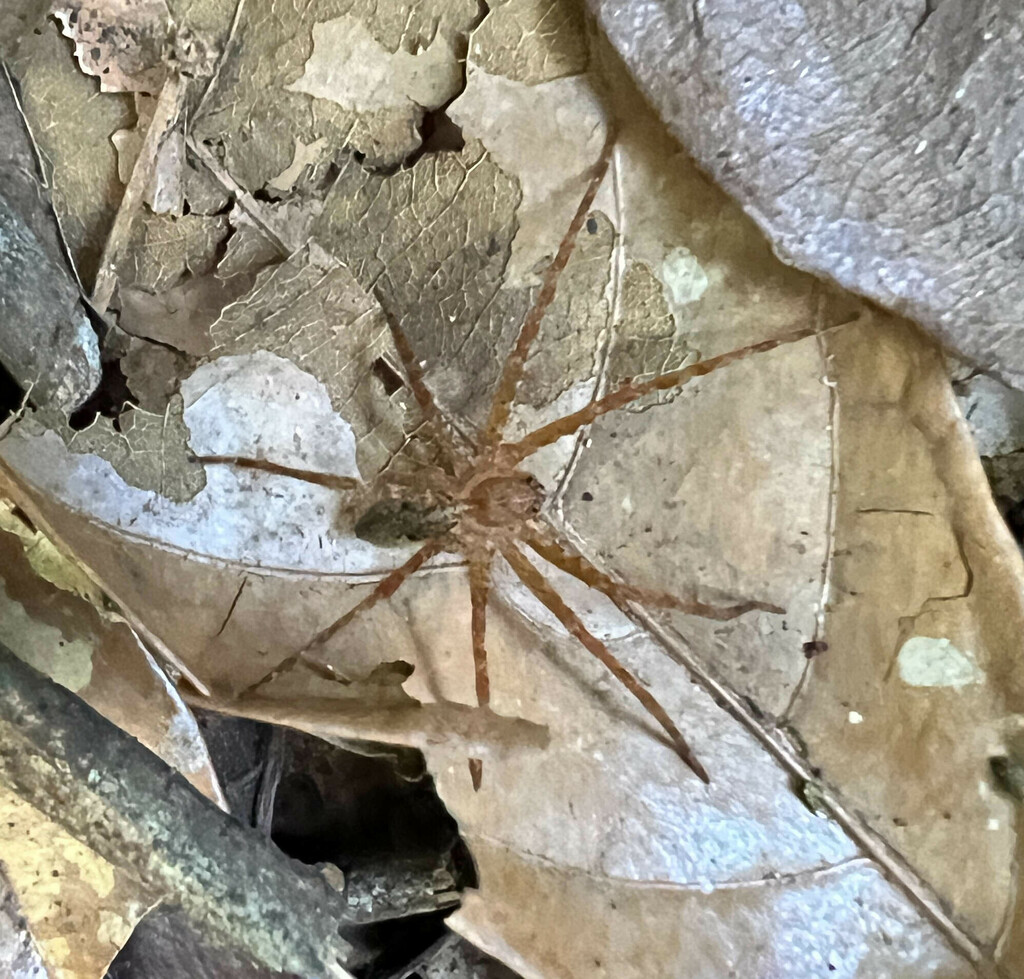 Wolf Spiders and Allies from Sarapiquí, Heredia, Costa Rica on March 24 ...