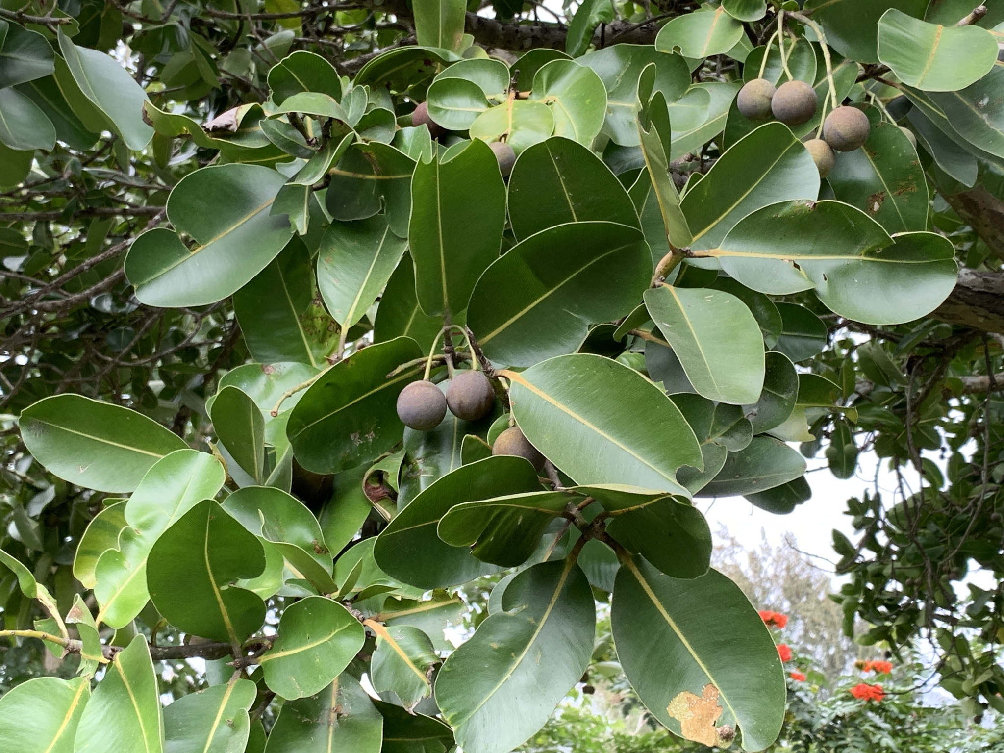 Calophyllum inophyllum L.