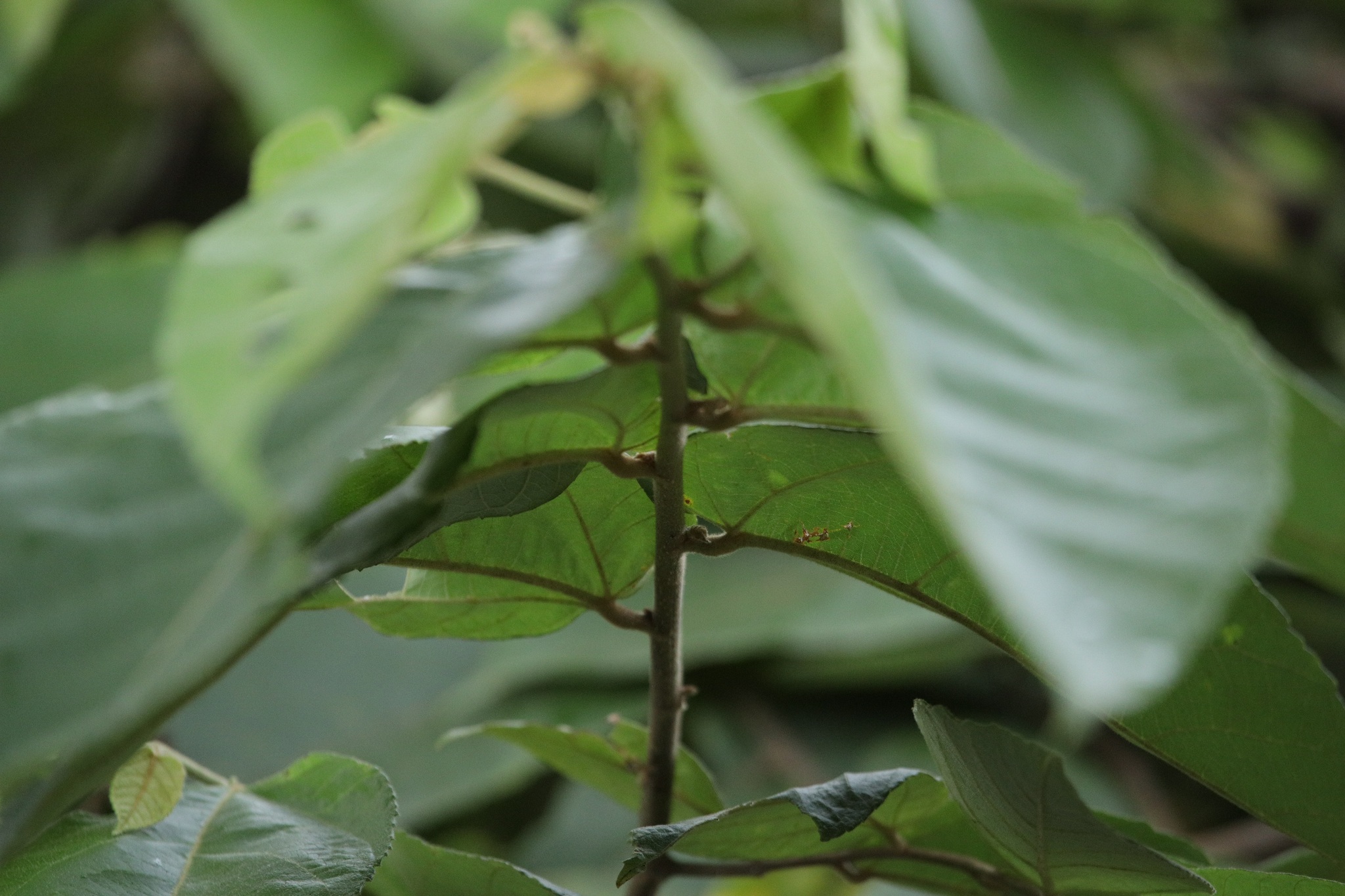 Commersonia bartramia (L.) Merr.