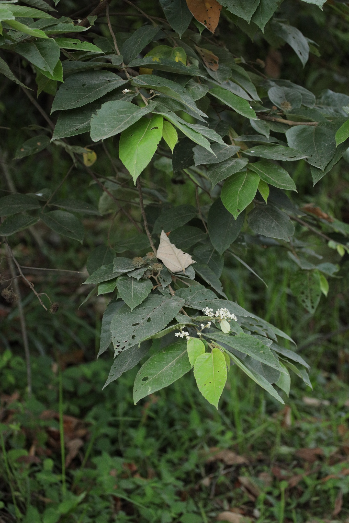 Commersonia bartramia (L.) Merr.