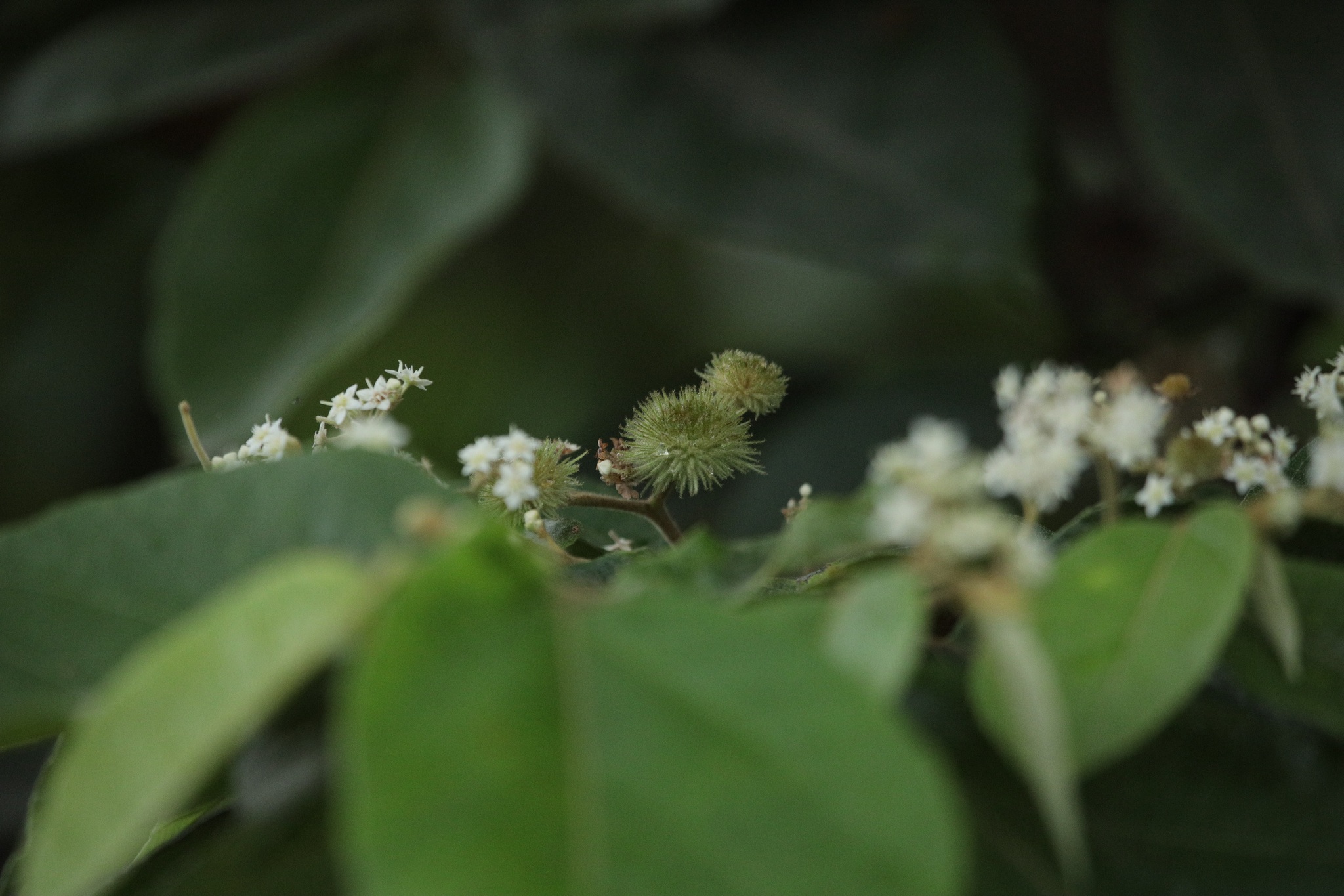 Commersonia bartramia (L.) Merr.
