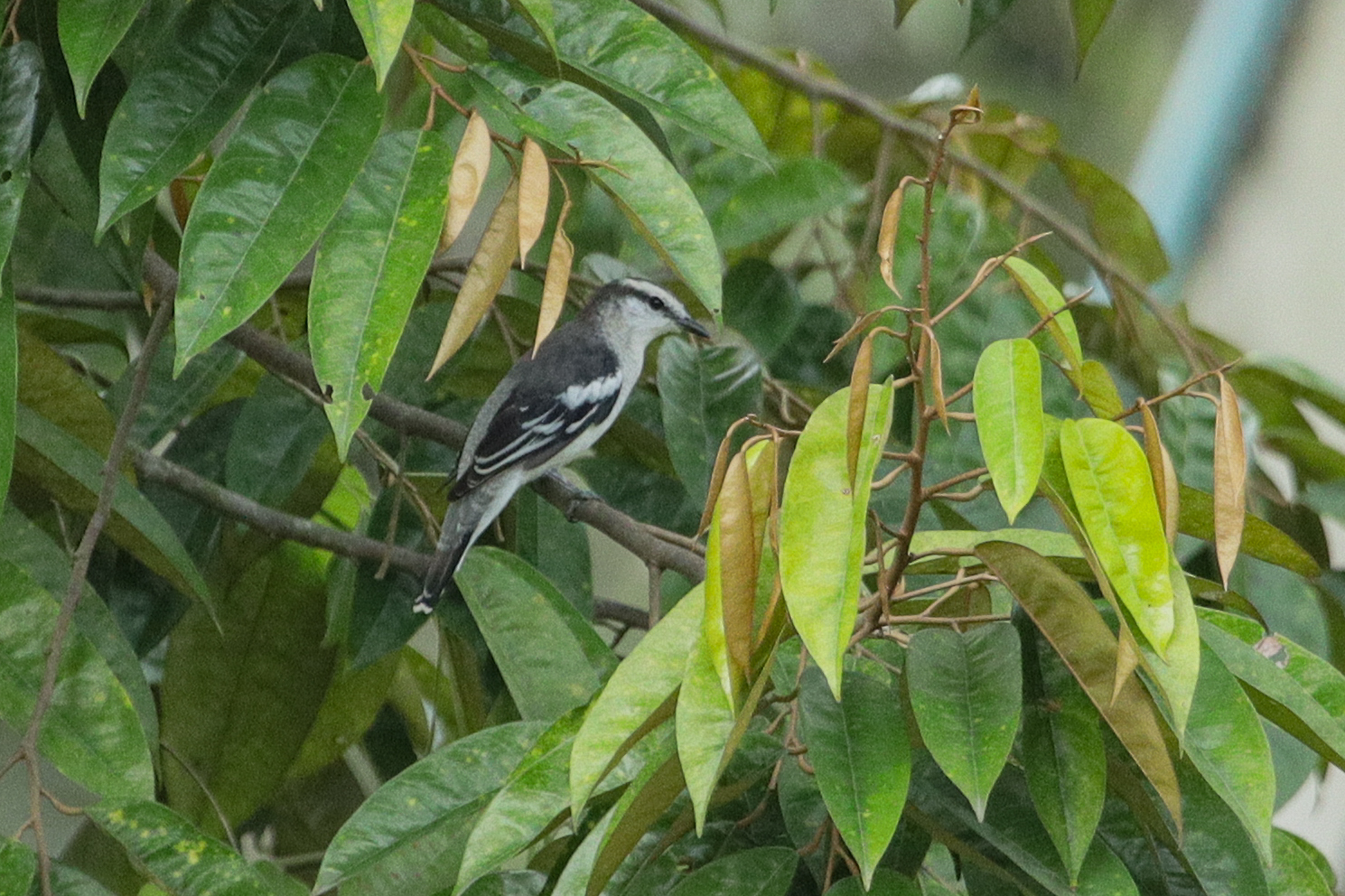 Lalage nigra (J.R.Forster, 1781)