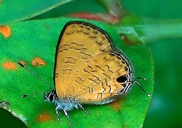 Common Line Blue from Macritchie Reservoir Park, SG on April 1, 2023 at ...