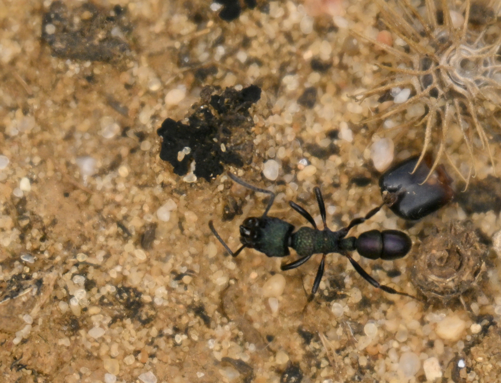 Green-head Ant from Murray Bridge, South Australia, Australia on April ...