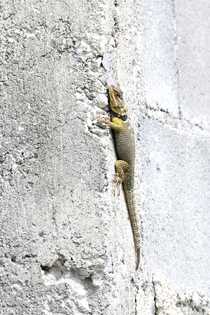 Blue Spiny Lizard from Bustamante, N.L., México on October 10, 2018 at ...