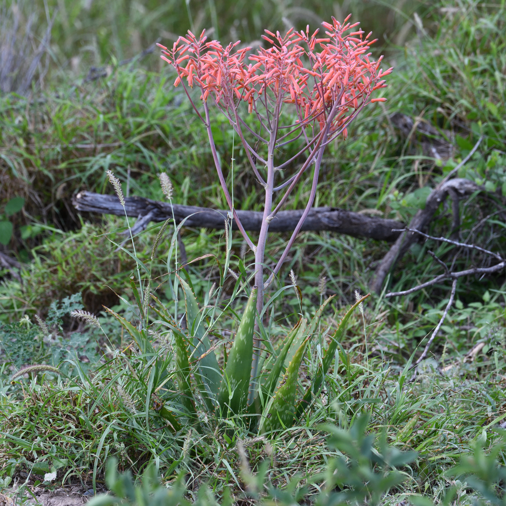 Sábila cebra africana desde Bustamante, N.L., México el 10 de octubre ...