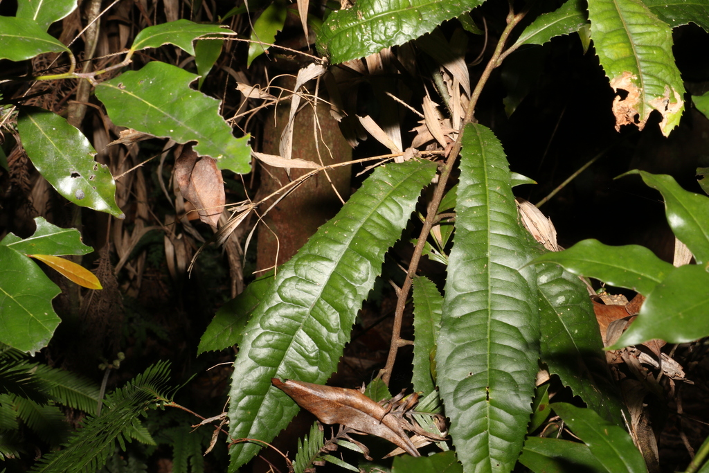 rusty helicia from Peachester QLD 4519, Australia on April 1, 2023 at ...