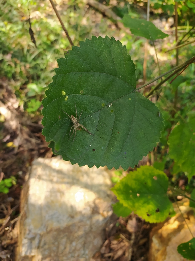 Dolomedes saganus from 中国江苏省南京市浦口区 on October 2, 2020 at 09:55 AM by ...