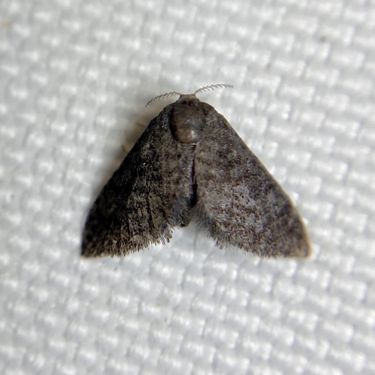 Epipyropidae