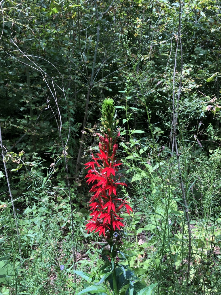 cardinal flower from North Canadian River, Weleetka, OK, US on August 7 ...