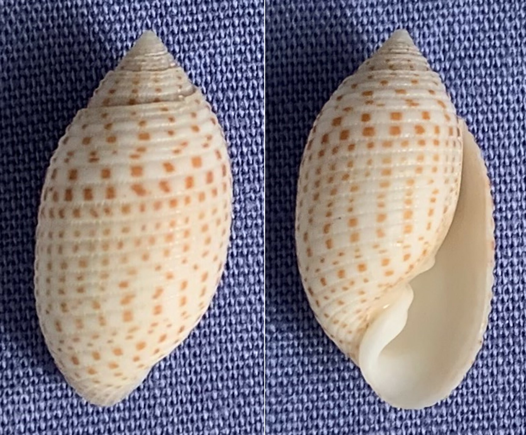 Pupa solidula (Linnaeus, 1758)