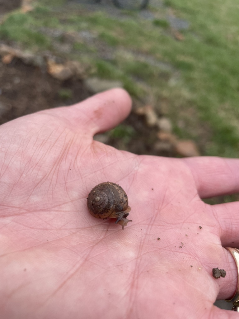 Globose Dome Snail from SR-671, Purcellville, VA, US on April 01, 2023 ...