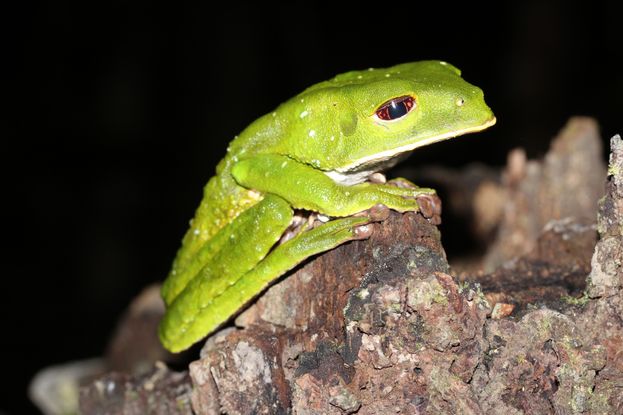 Phyllomedusa tarsius (Cope, 1868)