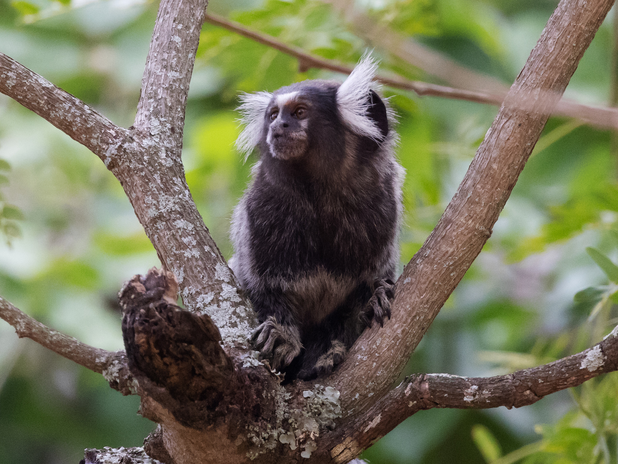 Callithrix jacchus (Linnaeus, 1758)