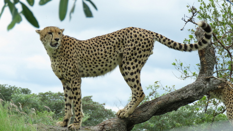 Acinonyx Brookes, 1828