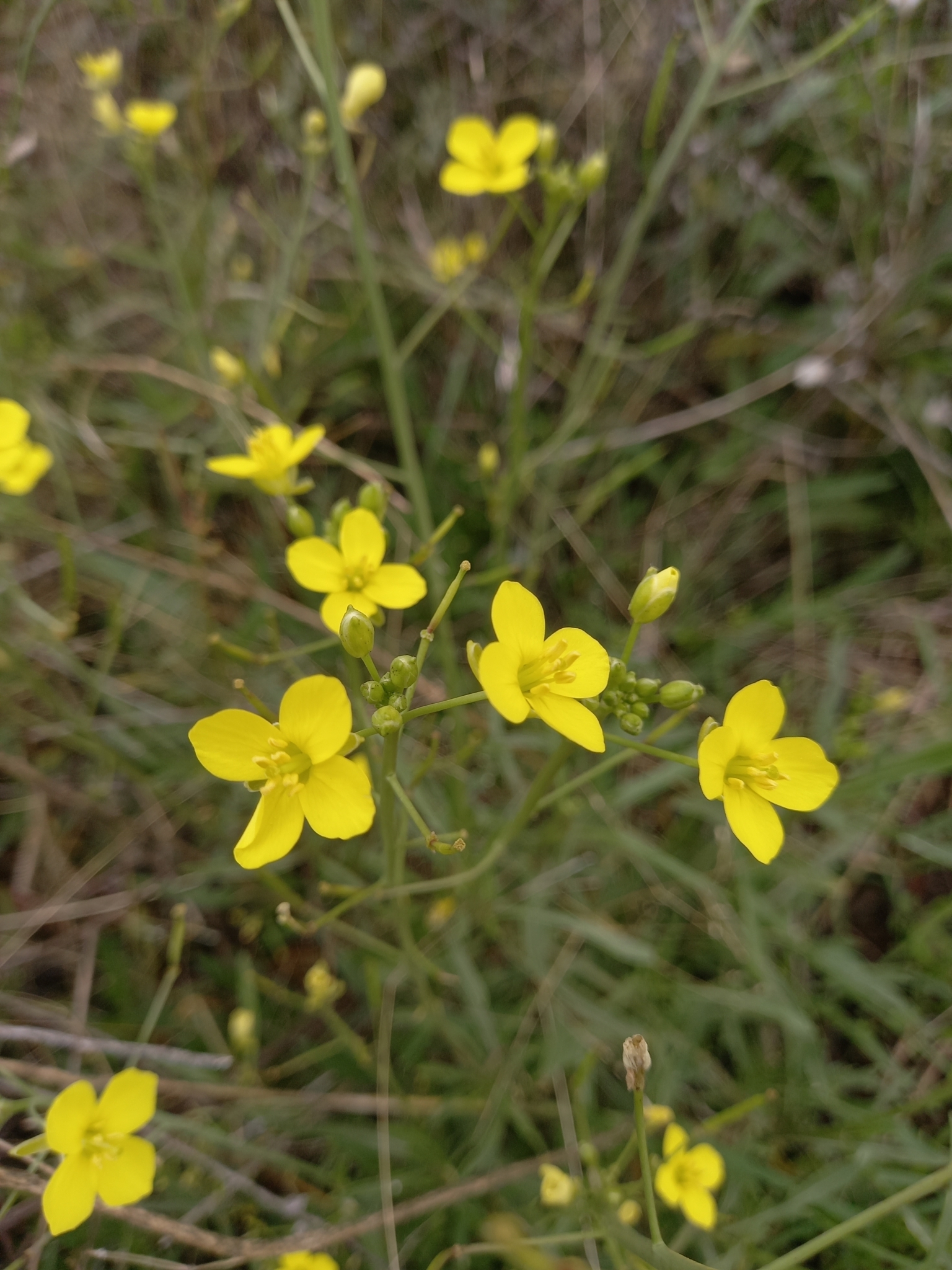 Diplotaxis tenuifolia (L.) DC.