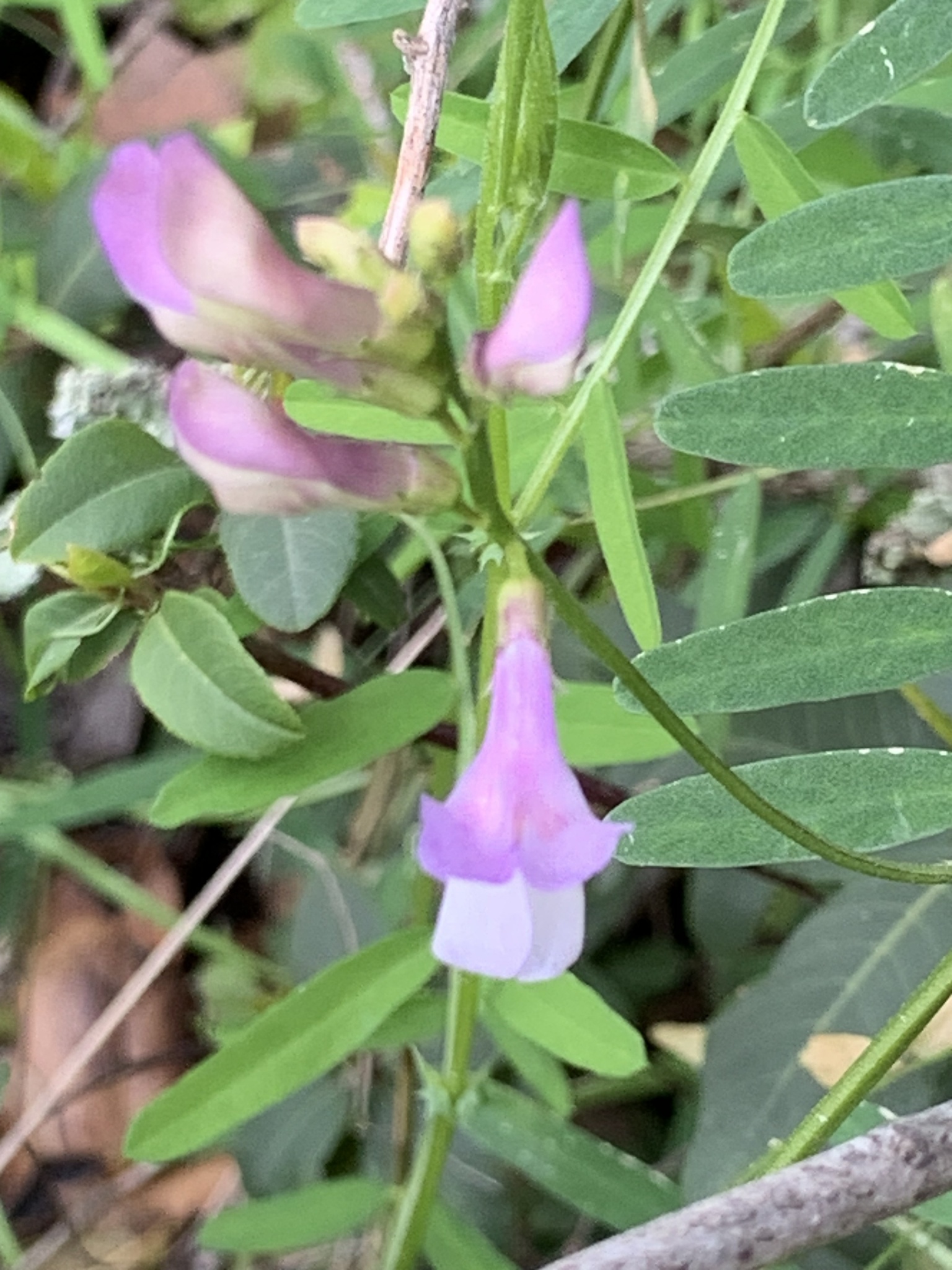 Vicia americana Muhl. ex Willd.
