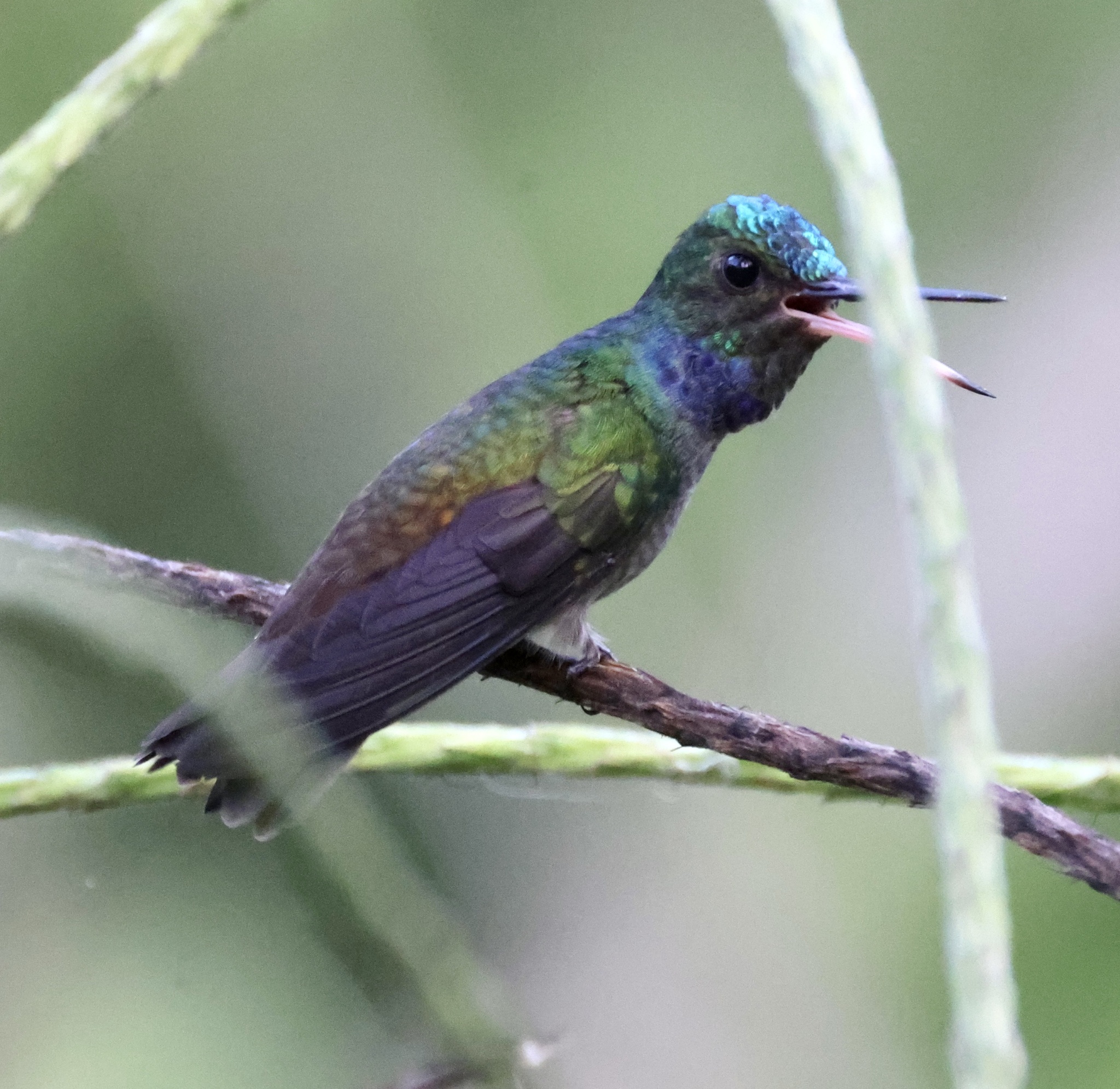 Polyerata decora Salvin, 1891